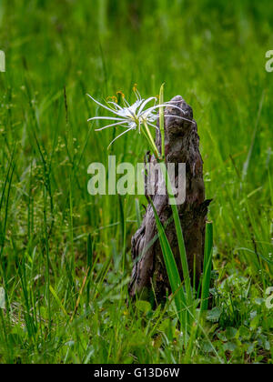 Macro of a blue flower in a swamp Stock Photo - Alamy