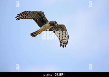 Long-winged Harrier (Circus Buffoni) hunting over Caroni Rice Fields ...