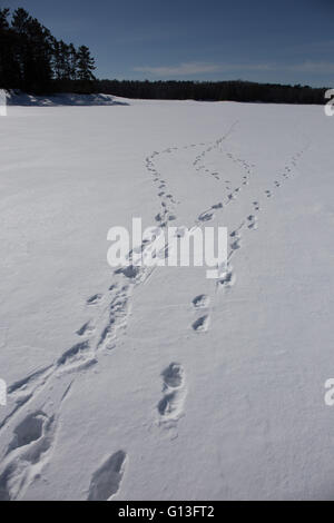 A Timber Wolf on a winter day Stock Photo - Alamy