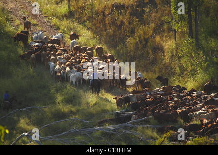 Drovers guide a cattle mob up the bank of the Burnett River near ...