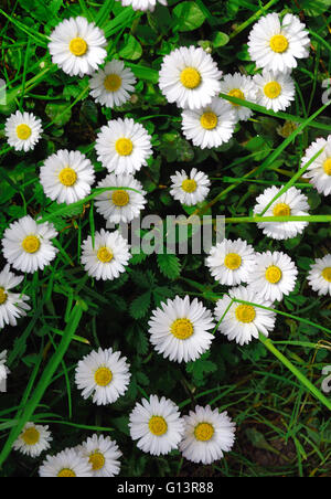 Bellis perennis is a common European species of Daisy, often considered ...