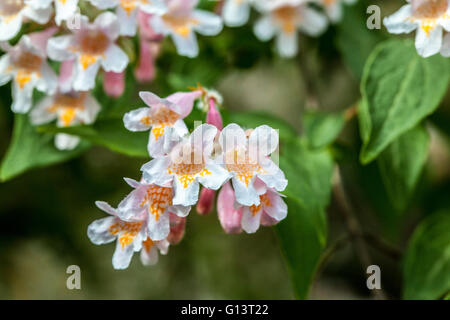 Dipelta floribunda Maxim Stock Photo - Alamy