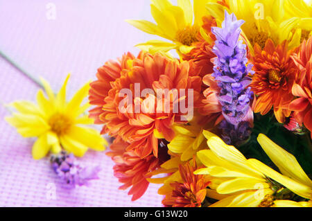 Daisies flowers of different colors decoration of city parks Stock ...