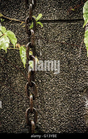 Chain hanging down wall next to leaves Stock Photo - Alamy