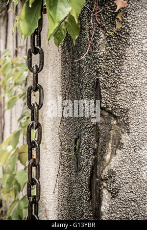 Chain hanging down wall next to leaves Stock Photo - Alamy