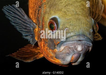 Detail portrait of head of oscar aquarium fish Stock Photo - Alamy