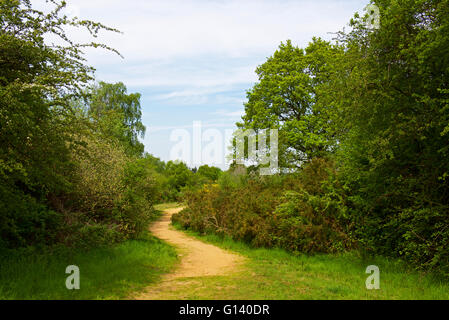 Path through Fingringhoe Wick, an Essex Wildlife Trust nature reserve ...