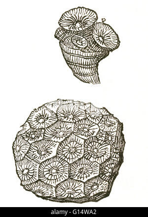 Rugose Coral Fossil Stock Photo - Alamy