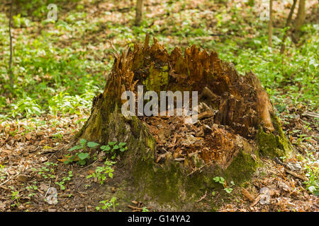 rotten stump of big old tree in natural forest Stock Photo - Alamy