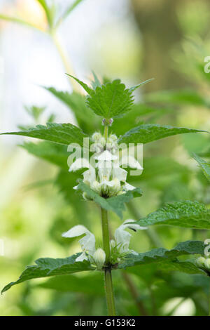LAMIUM ALBUM THE WHITE DEADNETTLE GROWING ON A DEVON UK BANK Stock ...
