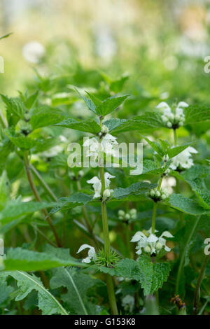 Lamium album, white deadnettle, Lamium album Stock Photo - Alamy