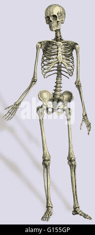 Illustration of a standing human skeleton Stock Photo - Alamy