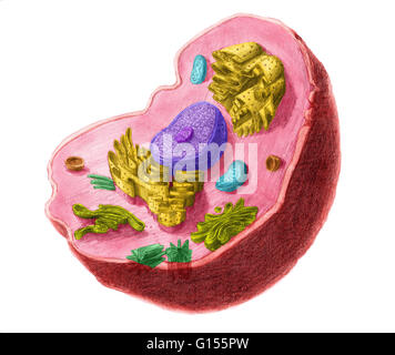 Color enhanced illustration of endoplasmic reticulum (ER), a eukaryotic ...