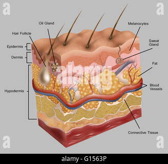 Illustration of human skin. This illustration depicts a cross-section ...