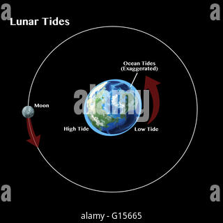 Tides, the rise and fall of sea levels, are caused by the gravitational ...