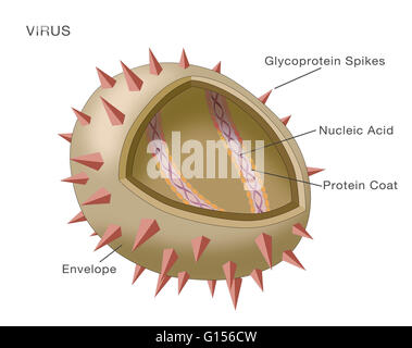 Diagram showing the structure of a typical virus. Virus particles, or ...