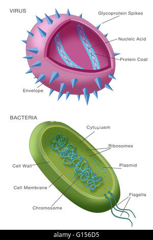 Diagram showing the structure of a typical virus. Virus particles, or ...