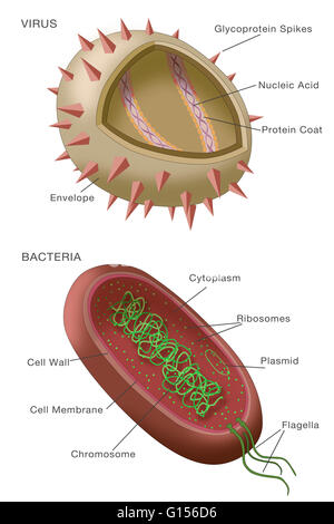 Diagram showing the structure of a typical virus. Virus particles, or ...