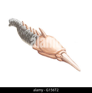 Prehistoric marine life. Ostracoderms ("shell-skinned") were the ...