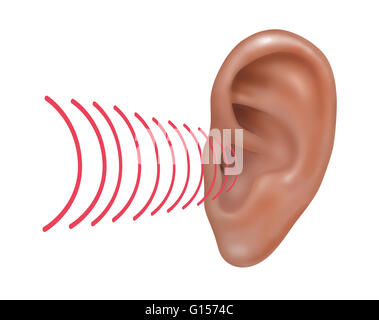 Illustration depicting how sound enters the outer human ear Stock Photo ...