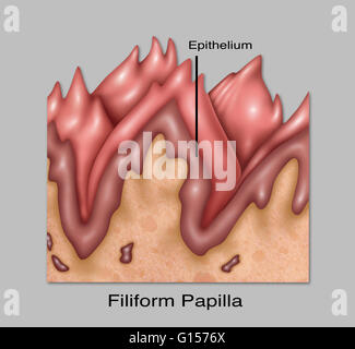 LINGUAL PAPILLAE, ILLUSTRATION Stock Photo: 49249389 - Alamy