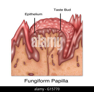 Illustration of filiform papillae, one of the four lingual papillae on ...