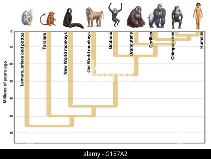Human evolution diagram. Artwork showing the evolution of humans from ...