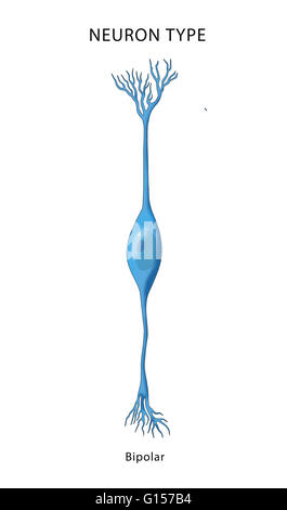 Illustration of a bipolar neuron, a neuron which has two extensions ...
