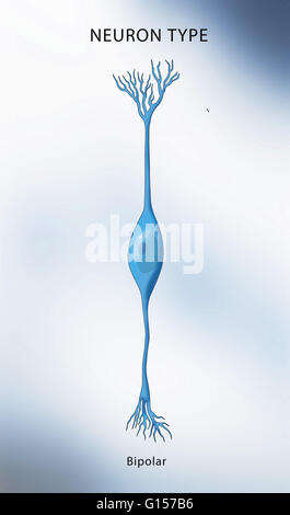 Types of neurons. Structure sensory, motor neuron, astrocyte Stock ...