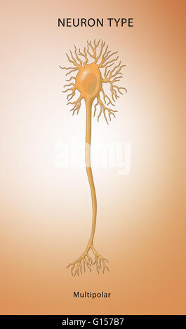 Illustration of a multipolar neuron, a neuron that possesses a single ...