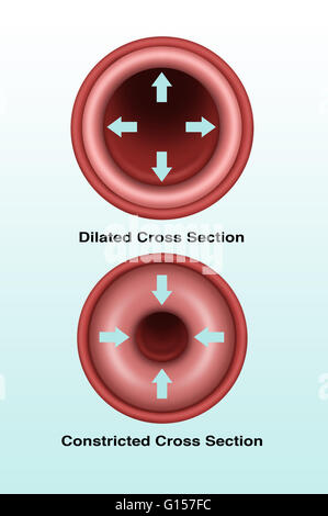 Blood Vessel Constriction and Dilation Stock Photo - Alamy