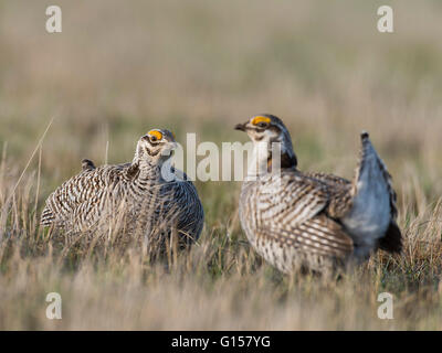 Wild Hybrid Sharptail Grouse Prairie Chicken Stock Photo - Alamy