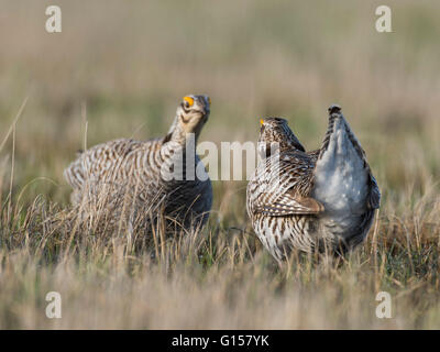 Wild Hybrid Sharptail Grouse Prairie Chicken Stock Photo - Alamy