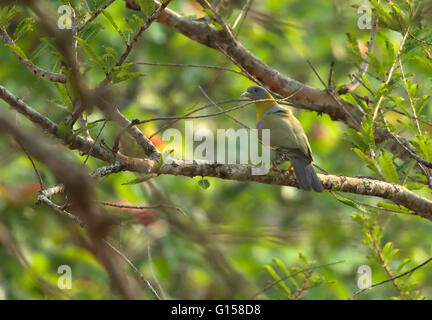 Grey fronted green pigeon, Treron affinis, Nilgiri Mountains, Western ...