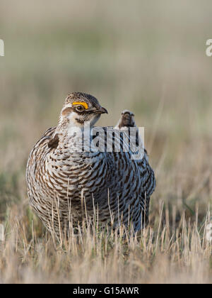 Wild Hybrid Sharptail Grouse Prairie Chicken Stock Photo - Alamy