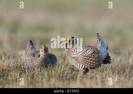 Wild Hybrid Sharptail Grouse Prairie Chicken Stock Photo - Alamy