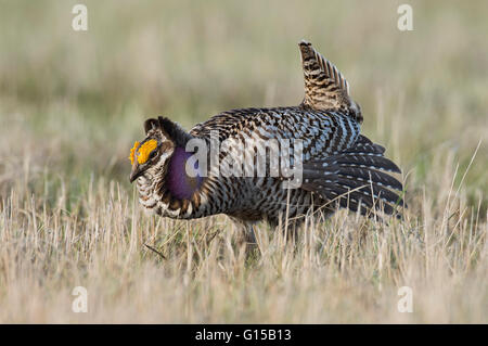 Wild Hybrid Sharptail Grouse Prairie Chicken Stock Photo - Alamy