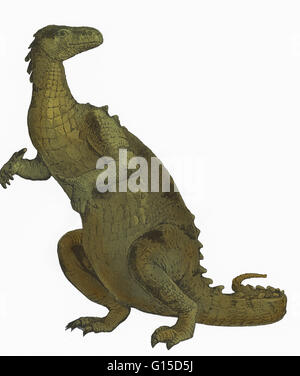 Iguanodon dinosaur skeleton herbivorous dinosaur Cretaceous period ...