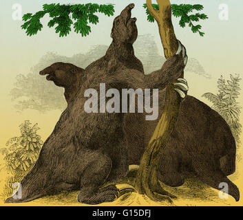 Megatherium, Cenozoic Mammal Stock Photo - Alamy