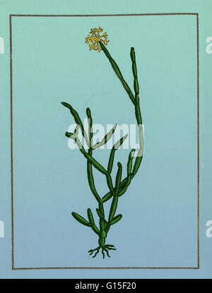 sarcostemma acidum. Native to east india, yields a milky, acidulous ...