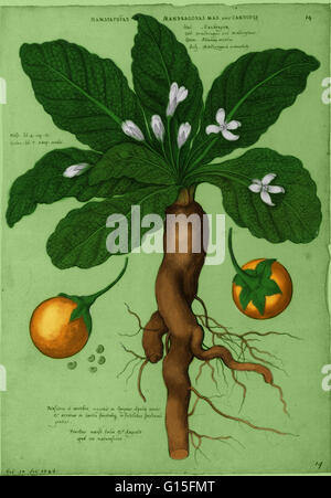 Mandrake is the common name for members of the plant genus Mandragora ...