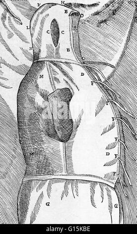 Some equipment needed for Gaspare Tagliacozzi's method of growing a ...