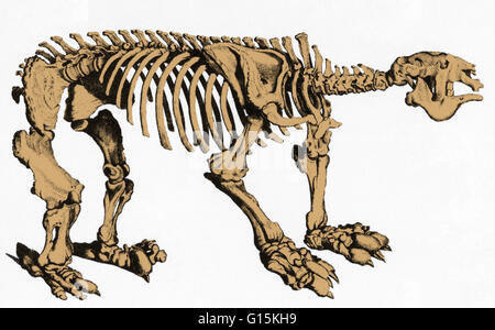 Megatherium animal from the Pleistocene epoch of South America Stock ...