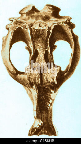 Skull of Toxodon platensis Stock Photo: 66744756 - Alamy