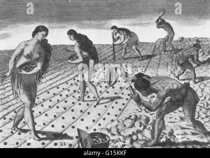 The Florida. 16th century. Timucua Indian village. Food Stock Photo - Alamy