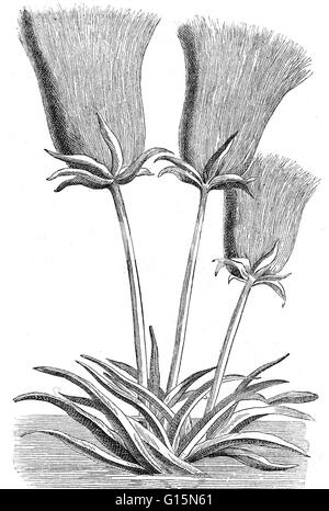 Papyrus is a thick paper-like material produced from the pith of the ...