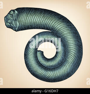 Lituites cornu-arietis, a cephalopod from the Silurian Period, from ...