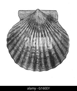 A scallop is a marine bivalve mollusc of the family Pectinidae Stock ...
