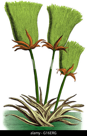 Papyrus is a thick paper-like material produced from the pith of the ...