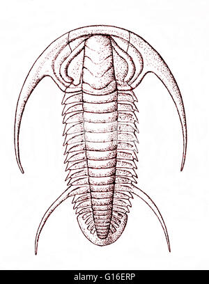 Color enhanced fossil record of early Cambrian times. Depicted are ...